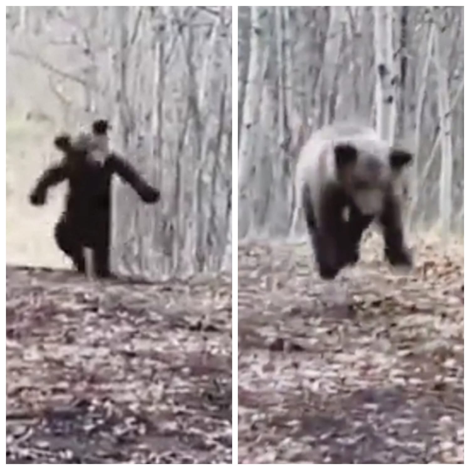 dancing bear in the forest।Bear Dance : जब भालू मस्ती में झूमकर खूब ...