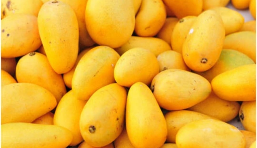 The history of mango is 5000 years old, know here some interesting ...