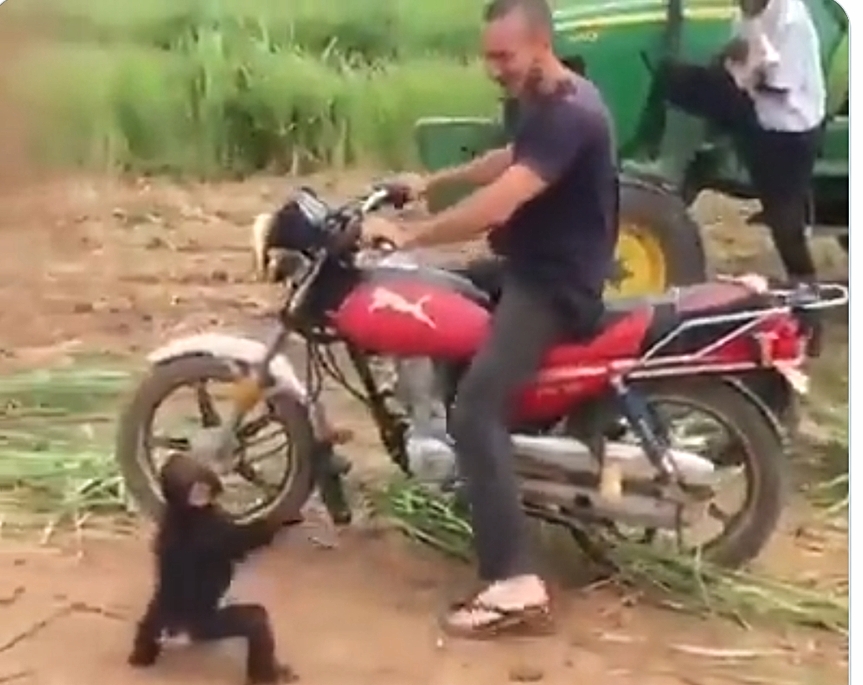 stubborn monkey, insisted on sitting on the bike, video | Video : जब ...