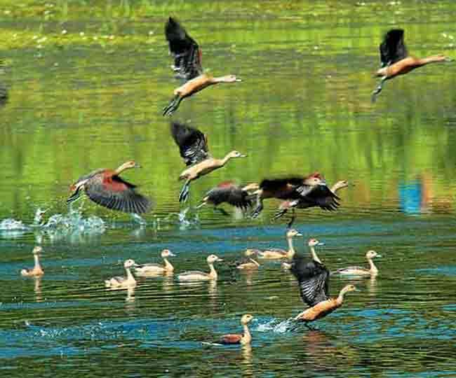 MP Bird Sanctuary : मध्यप्रदेश के 5 खूबसूरत पक्षी विहार, पक्षियों की ...