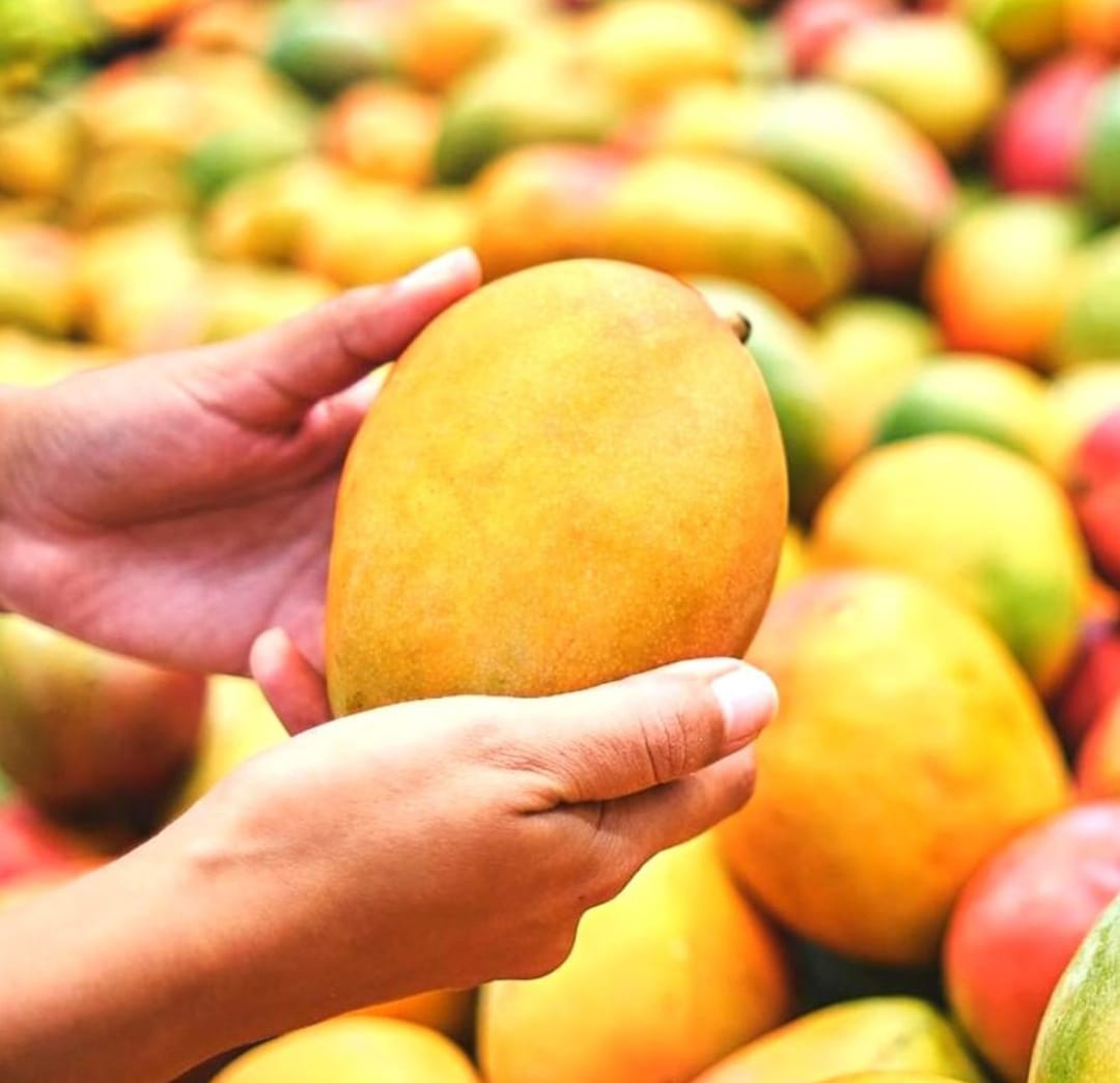 Cities Famous For Mango: भारत के इन 6 शहरों में मिलते हैं विश्व के सबसे ...