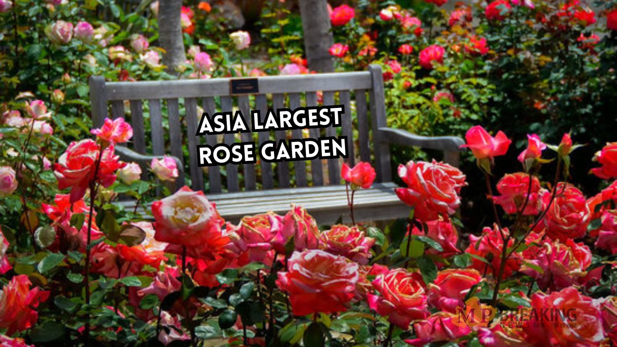 भारत की इस जगह पर है एशिया का सबसे बड़ा Rose Garden, मनमोहक है नजारें ...