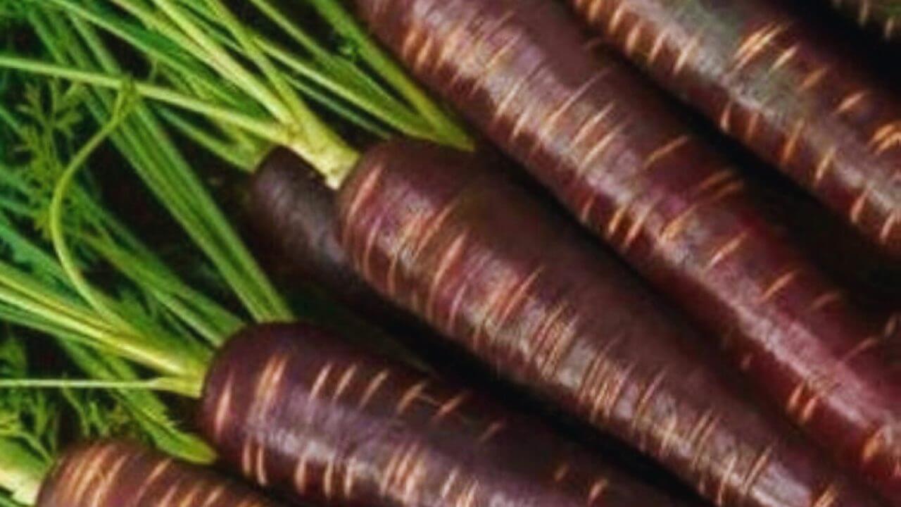 benefits of black carrot kali gajar health nutrients uses in winter ...