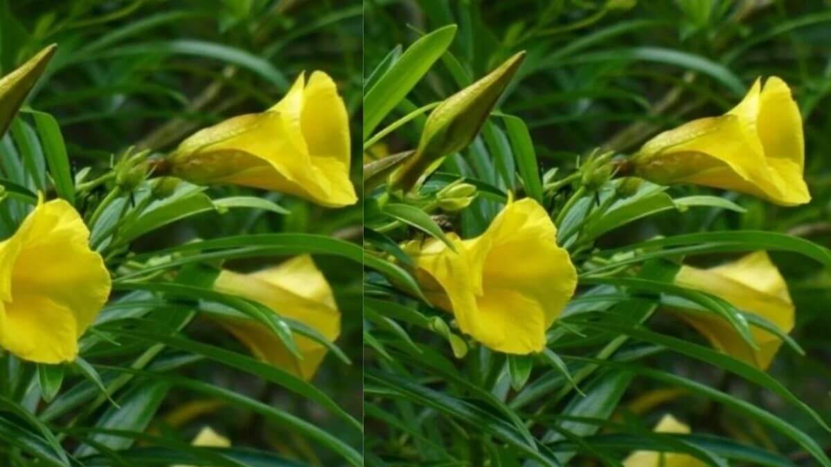 in summer the kaner plant will bloom with lots of flowers बस सही समय और ...